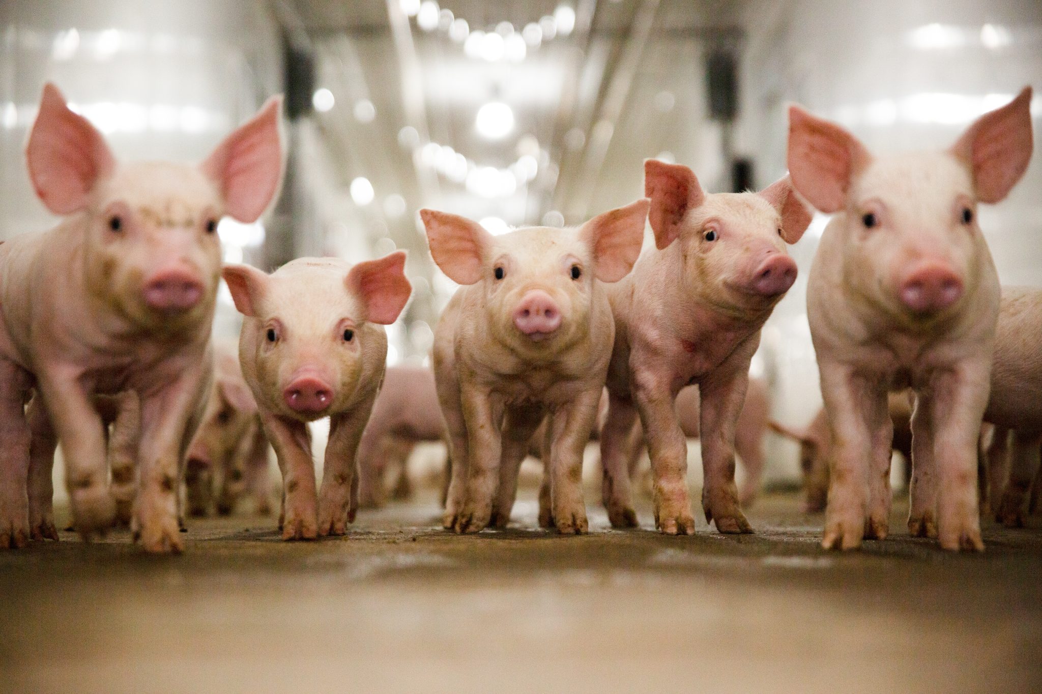 Technology OK to breed PRRS-resistant pigs - PRRS Resistant Pig